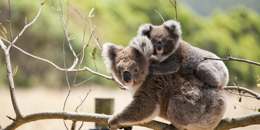 Exchange Student Australia - Study High School in Australia - STS